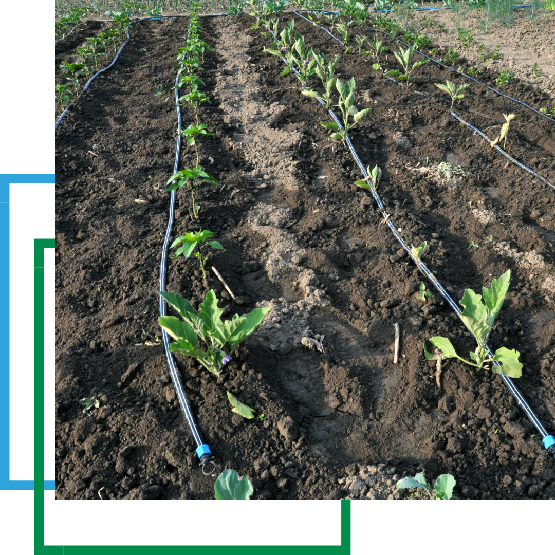 Benefits of Installing Drip Irrigation Systems - Learn More!